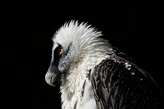 「Aasgeier」の画像 - 265 件の Stock 写真、ベクターおよびビデオ | Adobe Stock