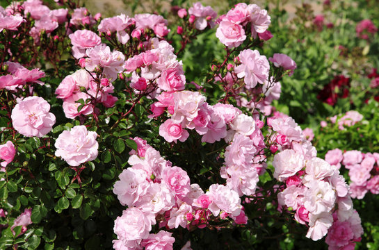 รูปภาพBuschrose – เลือกดูภาพถ่ายสต็อก เวกเตอร์ และวิดีโอ283 | Adobe Stock