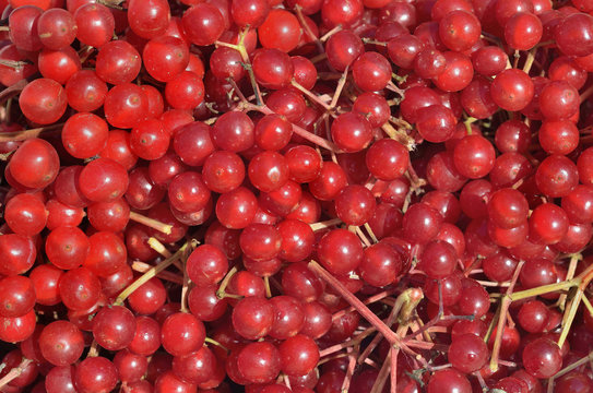 Snowball-Tree bilder – Bläddra bland 124 stockfoton, vektorer och ...