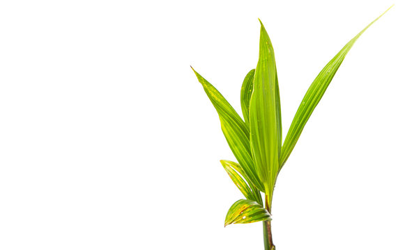 รูปภาพVegetate – เลือกดูภาพถ่ายสต็อก เวกเตอร์ และวิดีโอ21,487 | Adobe Stock