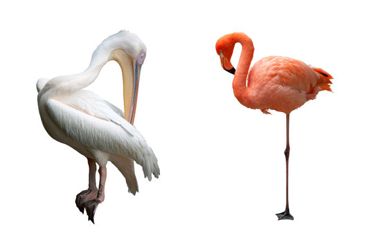 "Flamingo Isolated" Images – Browse 577 Stock Photos, Vectors, and ...