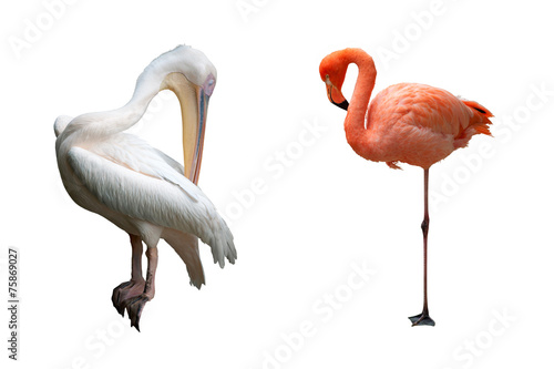 "A Pelican and a Flamingo isolated on white" Stock photo and royalty ...