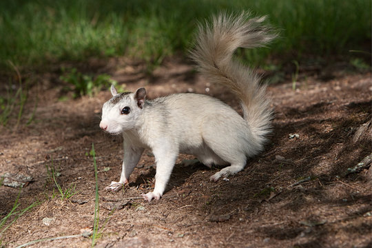 White Fox Squirrel