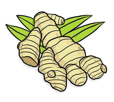 Ginger Root Cartoon Images – Browse 33,473 Stock Photos, Vectors, and ...