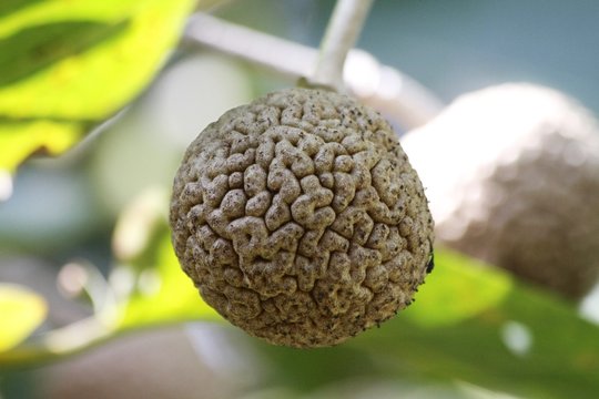 Leichhardt Tree Images Browse 14 Stock Photos Vectors And Video