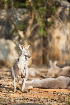 "Australian Mammal" Billeder – Gennemse 295 stockfotos, vektorer og ...