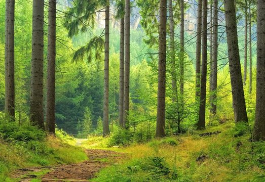 Fichtenwald Bilder – Durchsuchen 102,284 Archivfotos, Vektorgrafiken ...