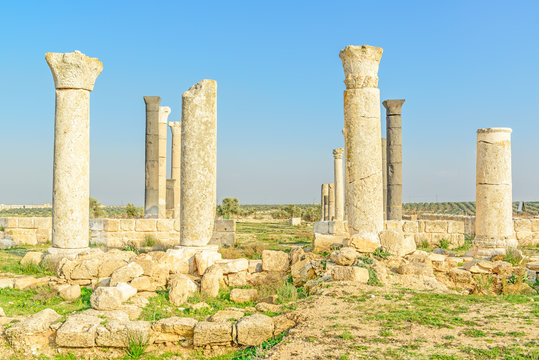 「Raphana」の写真素材 | 12件の無料イラスト画像 | Adobe Stock