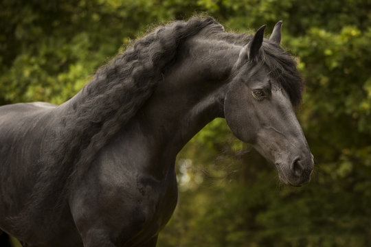 Friesenpferd-Bilder: Stock-Fotos & -Videos. | Adobe Stock