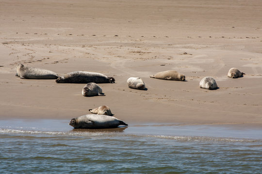 Heuler-Bilder: Stock-Fotos & -Videos. | Adobe Stock