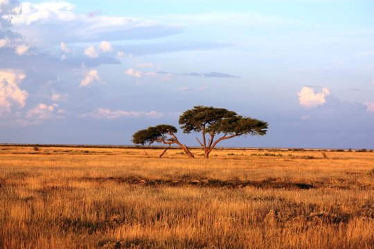 「Akazienbaum」の画像 - 376 件の Stock 写真、ベクターおよびビデオ | Adobe Stock