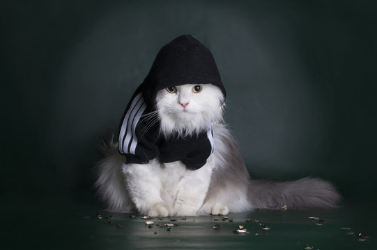 รูปภาพGopnik – เลือกดูภาพถ่ายสต็อก เวกเตอร์ และวิดีโอ164 | Adobe Stock