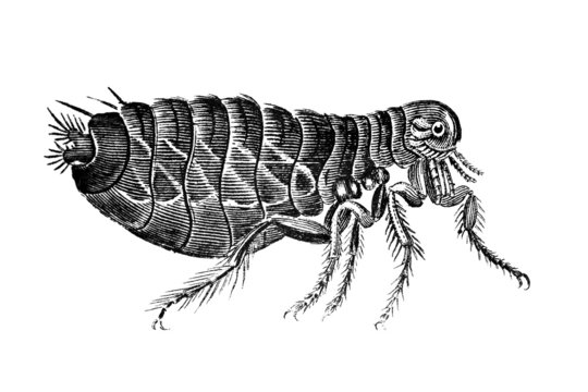 Flohstich Bilder – Durchsuchen 318 Archivfotos, Vektorgrafiken und ...