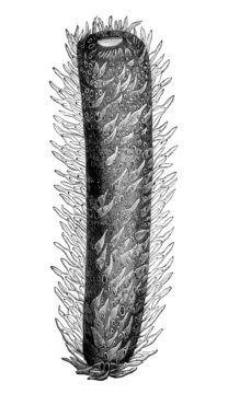 「Pyrosomida」の写真素材 | 12件の無料イラスト画像 | Adobe Stock