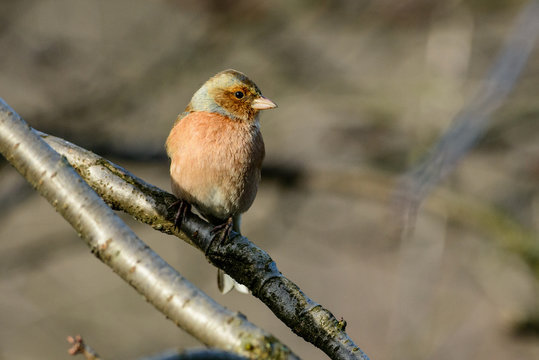 59 BEST Fringuelli IMAGES, STOCK PHOTOS & VECTORS | Adobe Stock