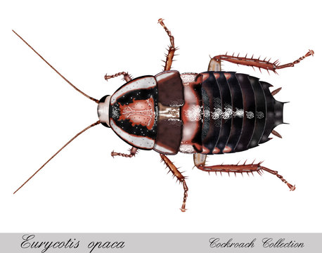 Opaca Images – Browse 173 Stock Photos, Vectors, and Video | Adobe Stock