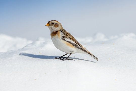 Zigolo Images – Browse 76 Stock Photos, Vectors, and Video | Adobe Stock