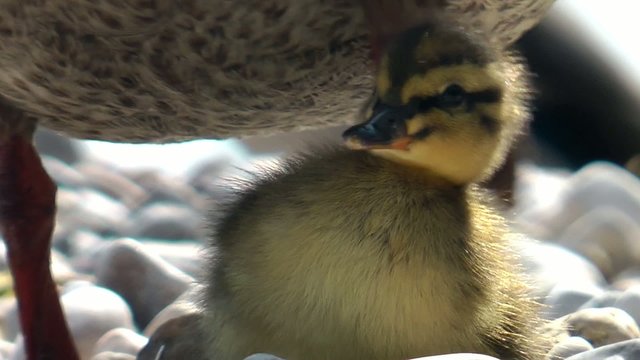 Allevare Images – Browse 836 Stock Photos, Vectors, and Video | Adobe Stock