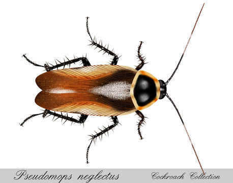 Neglectus Images – Browse 202 Stock Photos, Vectors, and Video | Adobe ...