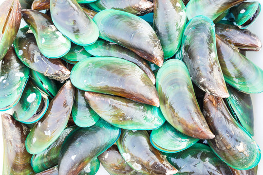 "Green Mussel" Images – Browse 1,560 Stock Photos, Vectors, and Video ...