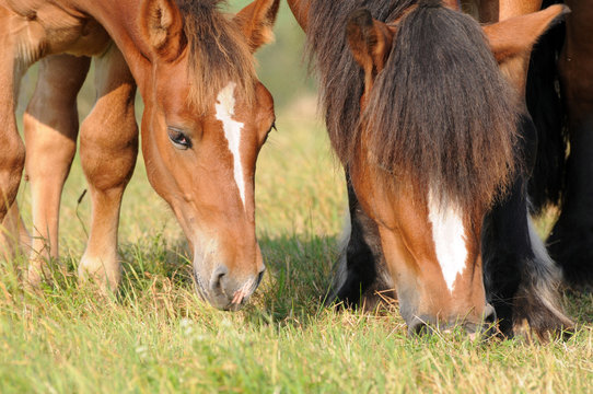 Pfalz-Ardenner Bilder – Durchsuchen 28 Archivfotos, Vektorgrafiken und ...