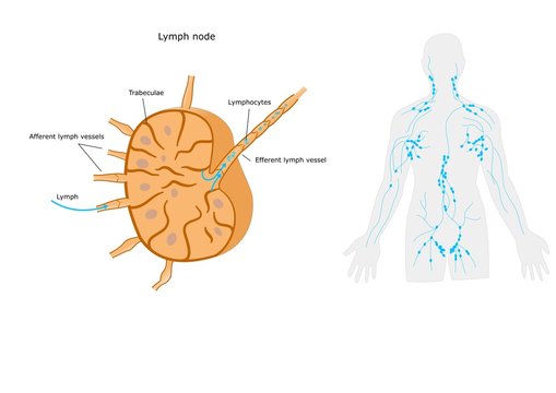 Linfonodi Ingrossati Linfonodi: Funzione E Malattie | Redcare