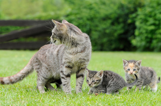 รูปภาพKatzenmutter – เลือกดูภาพถ่ายสต็อก เวกเตอร์ และวิดีโอ115 | Adobe ...