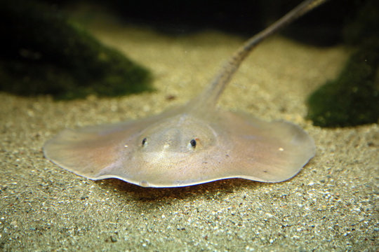 Korvette Stachelrochen Vektor