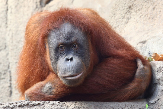 Menschenaffe bilder – Bläddra bland 2,170 stockfoton, vektorer och ...