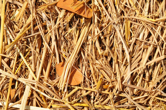"Hay Background" Images – Browse 208 Stock Photos, Vectors, and Video ...