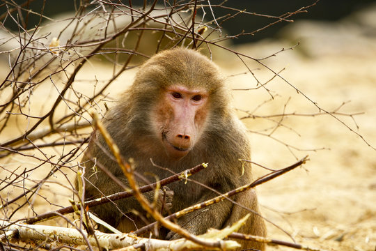 รูปภาพBaviaan – เลือกดูภาพถ่ายสต็อก เวกเตอร์ และวิดีโอ17 | Adobe Stock