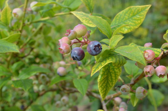 Wildbeeren Images – Parcourir 609 le catalogue de photos, vecteurs et ...