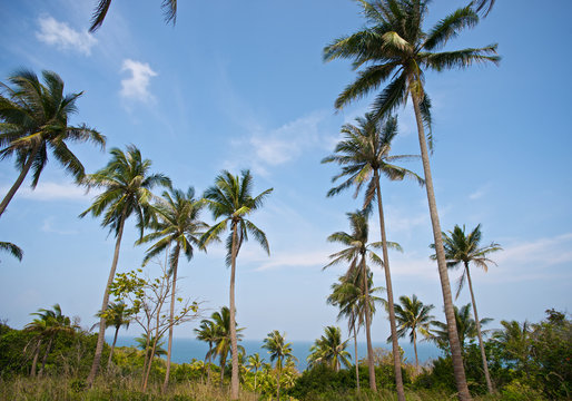 Zaria Images – Browse 60 Stock Photos, Vectors, and Video | Adobe Stock