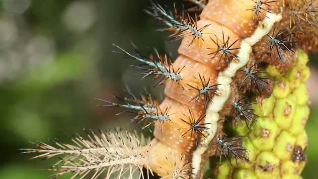 Automeris bilder – Bläddra bland 129 stockfoton, vektorer och videor ...