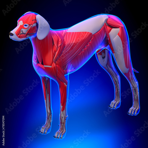 "Dog Muscles Anatomy - Anatomy of a Male Dog Muscles" Stock photo and ...