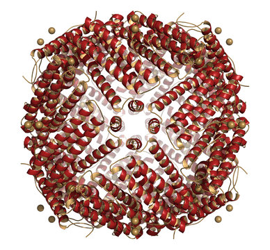 รูปภาพFeritin – เลือกดูภาพถ่ายสต็อก เวกเตอร์ และวิดีโอ10 | Adobe Stock