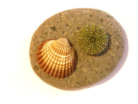 Seeigelskelett Bilder – Durchsuchen 275 Archivfotos, Vektorgrafiken und ...