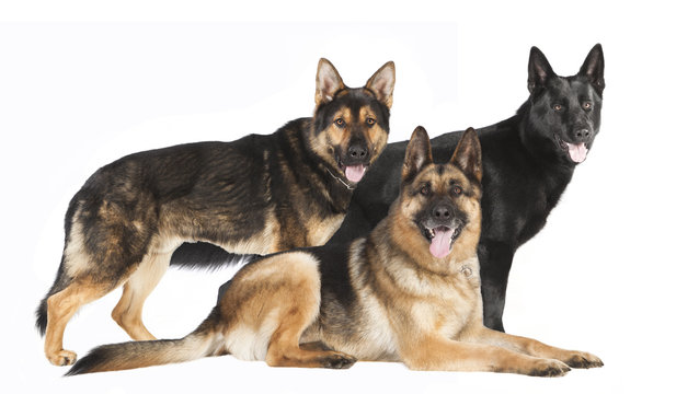 รูปภาพSchaeferhunde – เลือกดูภาพถ่ายสต็อก เวกเตอร์ และวิดีโอ13 | Adobe ...