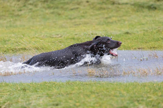 「Lefzen」の画像 - 137 件の Stock 写真、ベクターおよびビデオ | Adobe Stock