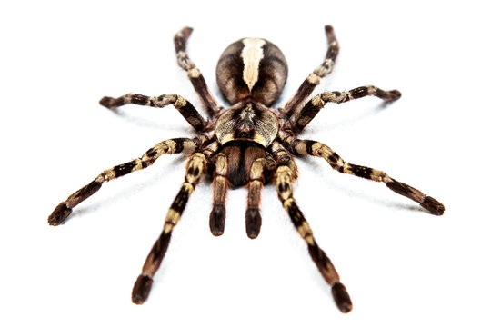Poecilotheria Pederseni