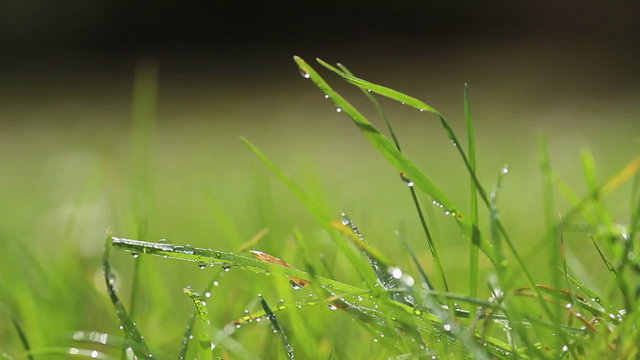 "Dancing Grass" Images – Browse 59 Stock Photos, Vectors, and Video ...