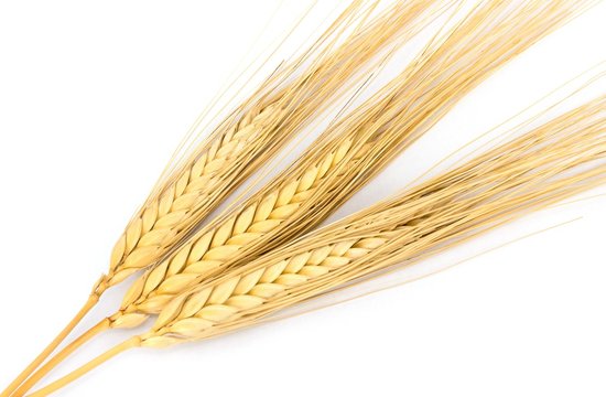 Gerstenähren-Bilder: Stock-Fotos & -Videos. | Adobe Stock