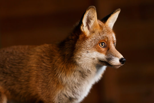 Fuchsspuren Bilder – Durchsuchen 2,215 Archivfotos, Vektorgrafiken und ...