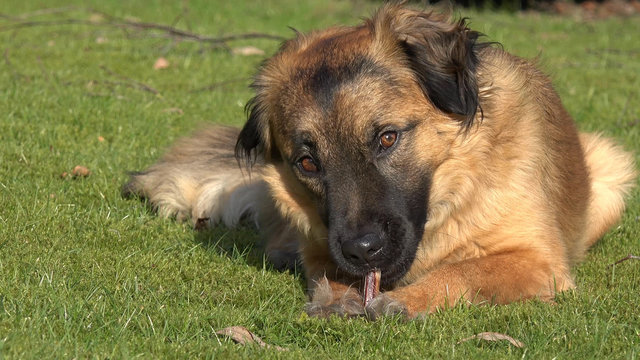 Hunh Images – Browse 13 Stock Photos, Vectors, and Video | Adobe Stock