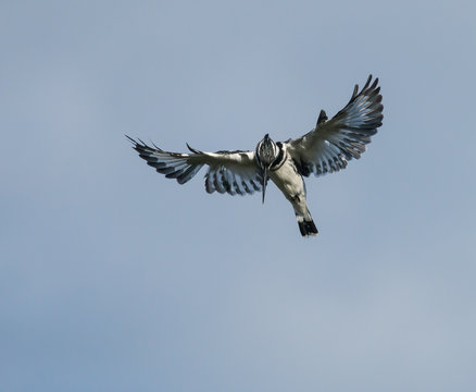 รูปภาพPied – เลือกดูภาพถ่ายสต็อก เวกเตอร์ และวิดีโอ62,346 | Adobe Stock