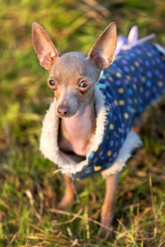 Resa Bilder – Durchsuchen 382 Archivfotos, Vektorgrafiken und Videos ...