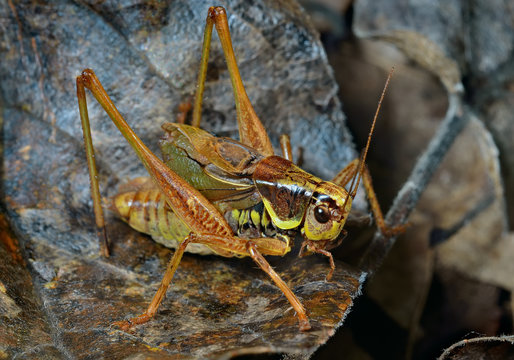 รูปภาพOrthopterous – เลือกดูภาพถ่ายสต็อก เวกเตอร์ และวิดีโอ96 | Adobe Stock