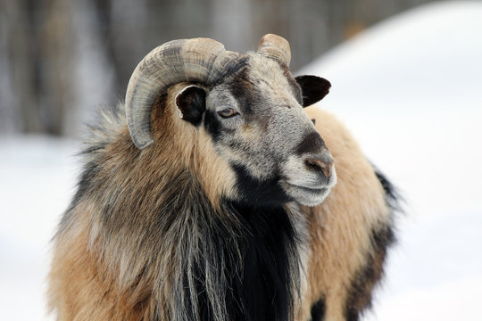 รูปภาพMerinos – เลือกดูภาพถ่ายสต็อก เวกเตอร์ และวิดีโอ19,541 | Adobe Stock