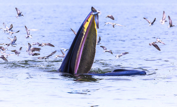 รูปภาพBaleen – เลือกดูภาพถ่ายสต็อก เวกเตอร์ และวิดีโอ8,868 | Adobe Stock
