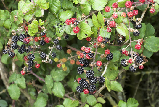 「Roncier」の写真素材 | 101件の無料イラスト画像 | Adobe Stock